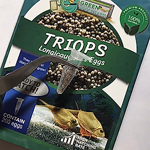 Greenwaterfarm Triops Longicaudatus Eggs for Hatching and Culture Suitable to be Pet and Science Project (Pure 200 Eggs)