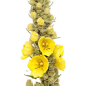 Earthcare Seeds Great Mullein Verbascum thapsus 150 Seeds Heirloom- Non GMO - Open Pollinated