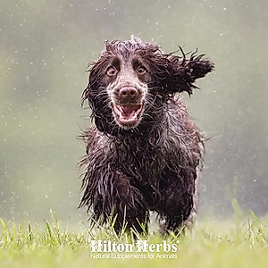 Hilton Herbs Canine Mobility Support Supplement for Optimum Joint Health in Dogs, 4.4 oz Tub