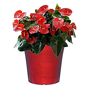 Classic Home and Garden 1255-098 Bella Planter, Ruby Slipper