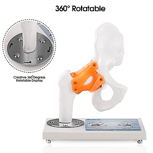 Human Hip Joint Model, Flexible 1:1 Anatomical Model Life Size with Ligaments 360° Rotatable Wooden Display Base, Anatomy Diagram for Classroom Education & Medical Training