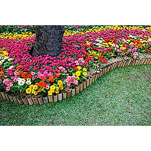 Zinnia Flower Seeds Mixed Bulk California Giant Packet of 800 Seeds!