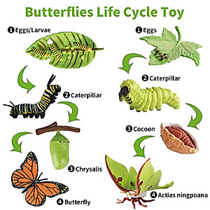 iftnotea 8PCS Monarch Butterflies Life Cycle Toy Figurines for Kids with Actias Ningpoana Figure - Caterpillar to Butterfly Kit Growth Montessori Toy for 3 4 5 6 Years Old