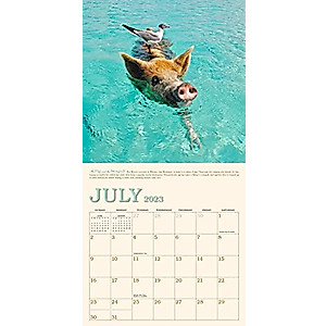 Unlikely Friendships Wall Calendar 2023: Heartwarming Photographs Paired with Stories of Interspecies Friendships