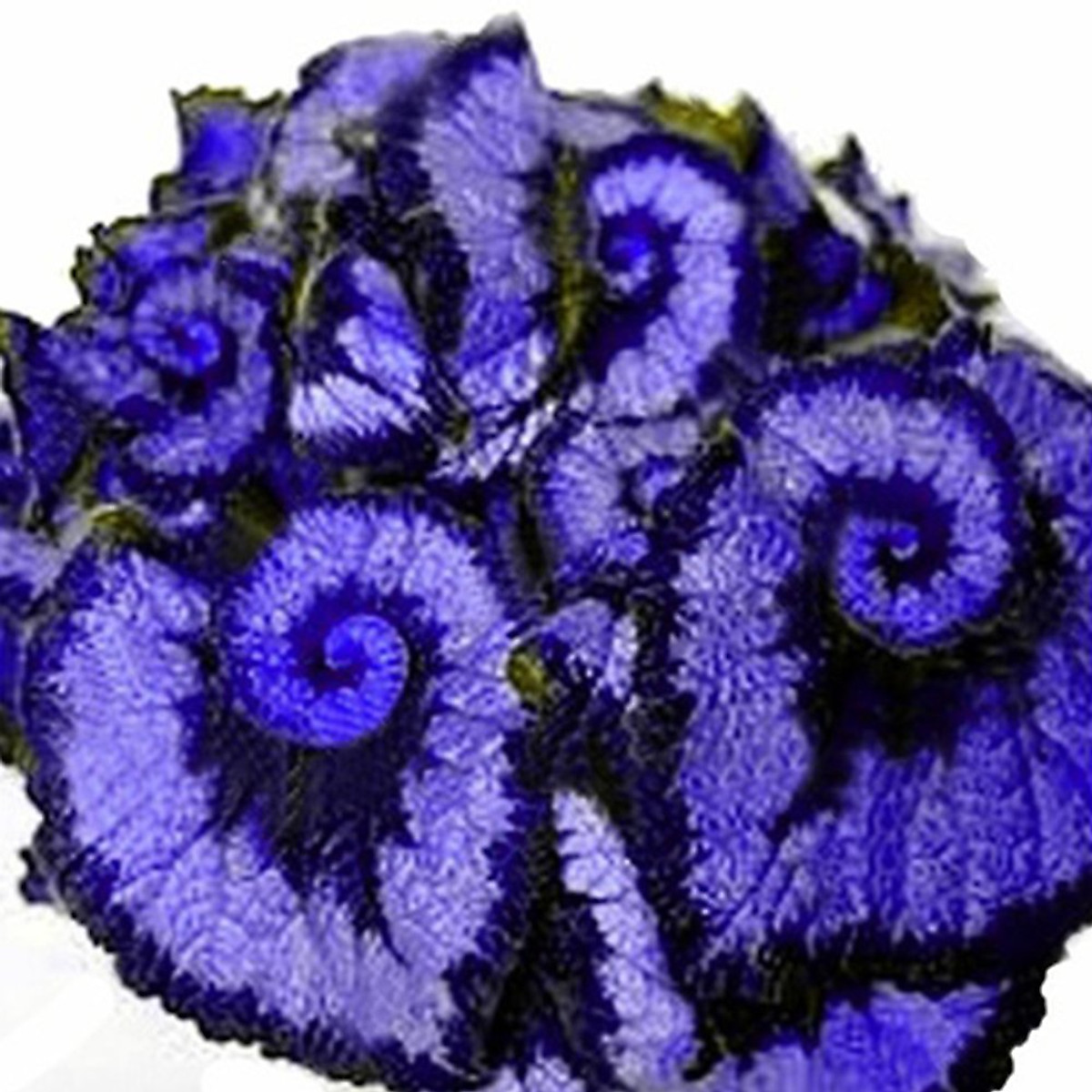 50Pcs Begonia Seeds, Coleus Begonia Flower Seeds Bonsai Plants Balcony Home Garden Decor (Blue)(Double Color)(Purple)(Sapphire Blue)