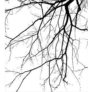 Ambesonne Black and White Duvet Cover Set, Macro Leafless Winter Tree Branches Idyllic Twigs of Oak Nature Print, Decorative 3 Piece Bedding Set with 2 Pillow Shams, King Size, Black and White