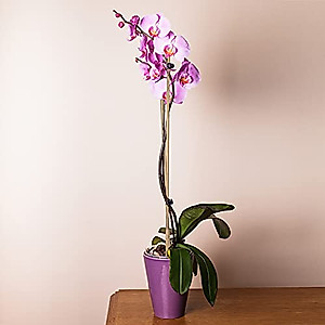 Plant Stakes Natural Garden Bamboo Sticks for Indoor and Outdoor Plants, GAGINANG 20pcs Plant Support Stakes for Tomatoes, Beans, Potted Plants - 18 inches