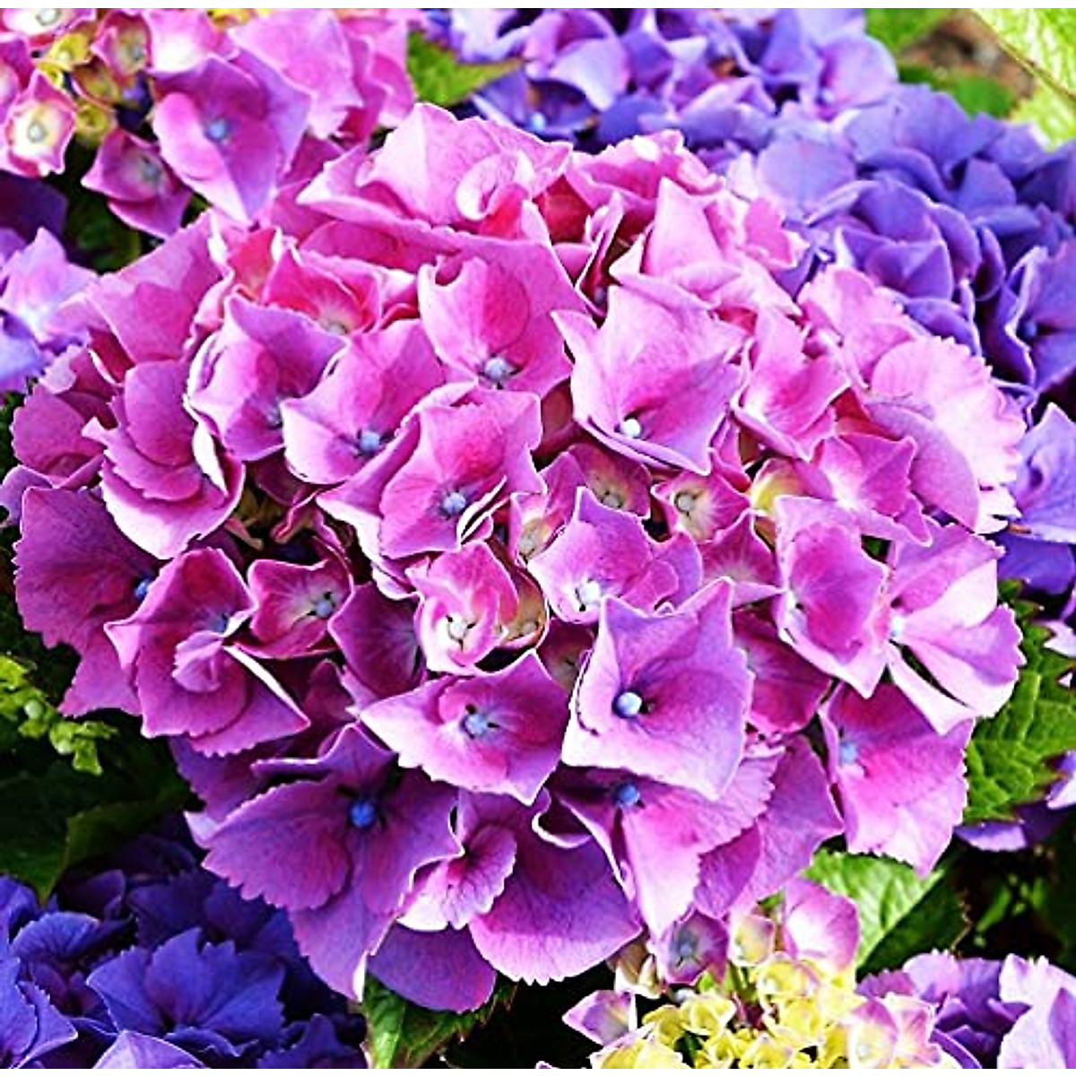 Hydrangea Macrophylla Seed Bonsai Flower Plant Four-Season Blossoms - 50 Pcs Seeds