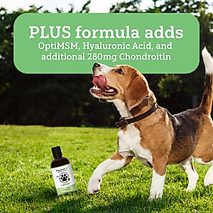 Flexicose Pet Plus - Liquid Joint Care - 8 fl oz (3 Bottles ) - Dog Glucosamine & Chondroitin Liquid Supplement - Joint and Hip Vitamins for Dog Joint Pain Relief