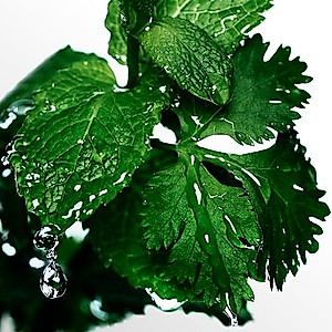 Davidoff Cool Water Homme Men Shower Gel 150 ml