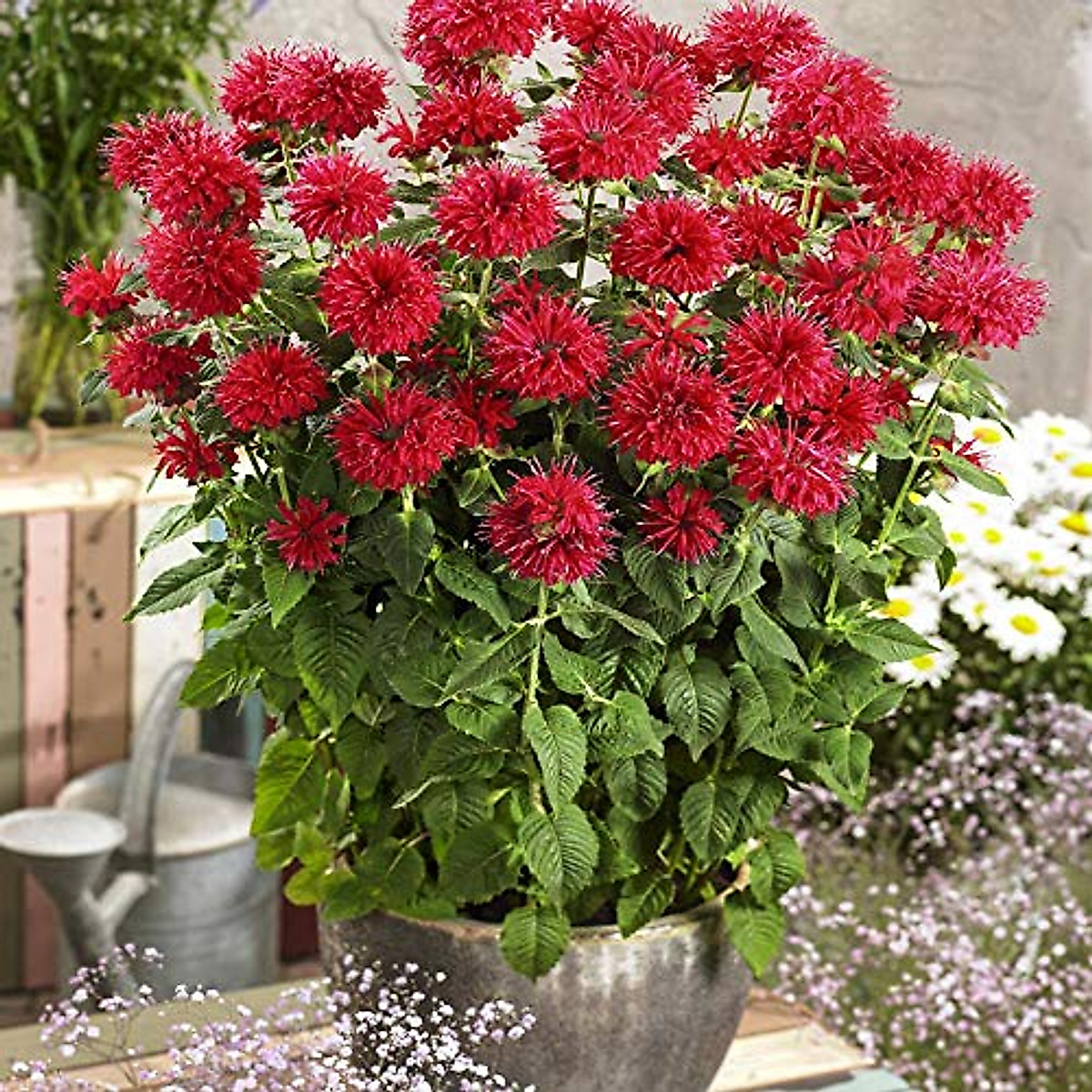 Outsidepride Red Monarda Didyma Bee Balm Flowers for Butterflies, Hummingbirds, & Pollinators - 250 Seeds