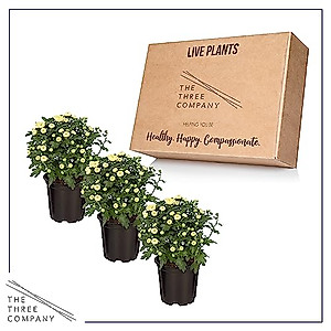 Live Flowering Hardy Chrysanthemum - White (3 Plants Per Pack), Colorful Fall Mums, 10" Tall by 6" Wide in 1 Qt Pot