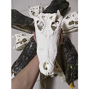 Farming method, real crocodile skull specimen, Feng Shui ornaments, real crocodile, home improvement, office furniture, office decoration