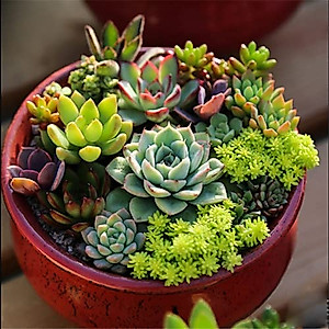 CHUXAY GARDEN 300 Seeds Mix Bonsai Succulent Plant Seeds Hardy Ornamental Livestone Grows in Just Weeks Low-Maintenance Great for Window