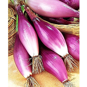 RAISE ME UP: Seeds Red Banana Shallot Onion Non GMO Heirloom