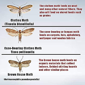 6 Pack – Powerful Pheromone Enhanced Moth Traps – Refillable Hanging Box - Odor-Free & Natural for Closet, Pantry, Kitchen