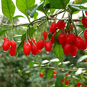 Wolfberry Berry Goji Berry Seedling Live Plant Tree (Lycium barbarum) - Lycium 5-8inch Height Great for Home and Garden Yards Planting