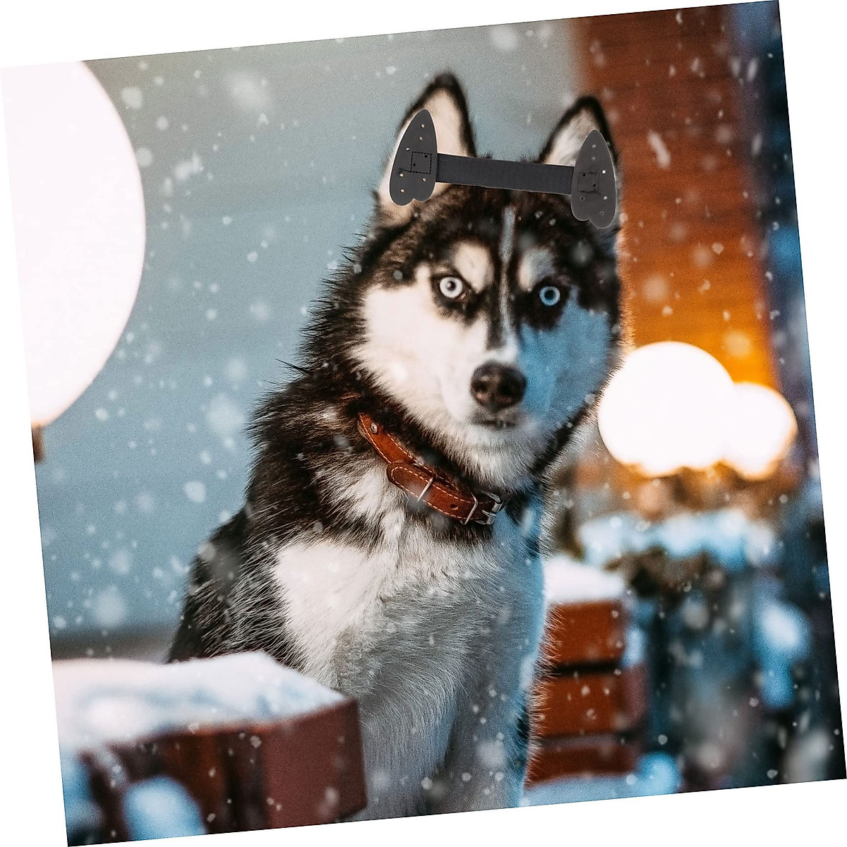 ORFOFE 1Set Dog Ear Tape for Puppy Ear Support Standing Tape for Dog Ears Pet Accessory for Puppies for Ear Molding and Erecting Ears