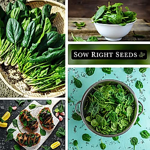 Sow Right Seeds - Viroflay Spinach Seed for Planting - Non-GMO Heirloom Packet with Instructions to Plant a Home Vegetable Garden, Great Gardening Gift (1)