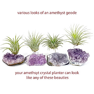 Small Amethyst Crystal Air Plant Holder Includes live Air Plant and Happy Birthday Gift Box