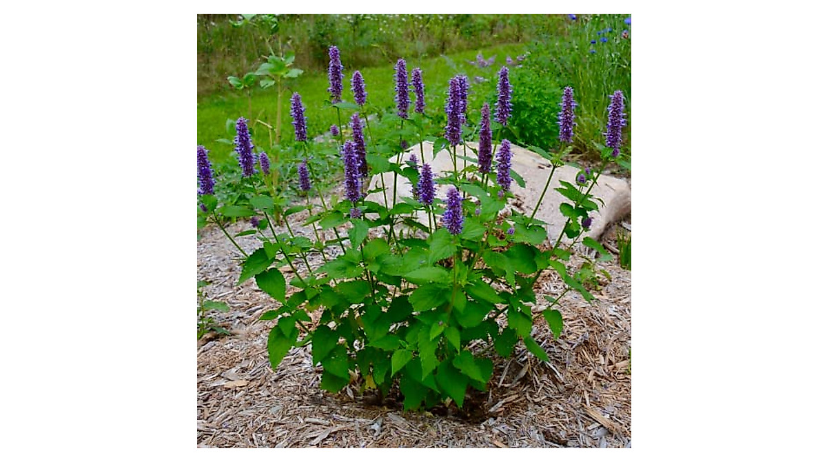 Buy Agastache Foeniculum Seeds | Fragrant Anise Hyssop Plants
