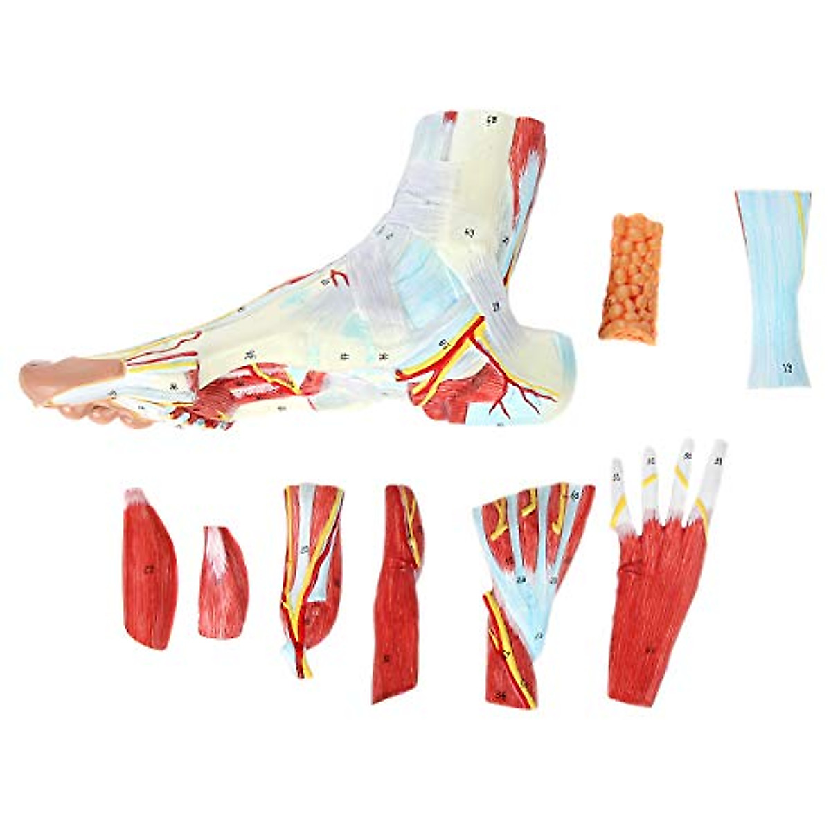 Axis Scientific Anatomy Model of Foot with Muscles, Ligaments, Nerves and Arteries, 9 Removable and Numbered Parts Show Internal Foot Detail and Structure, Study Guide
