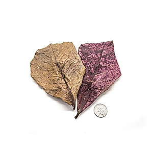 Aquatic Arts 10 Giant Catappa Indian Almond Leaves (4.5-6+ inches) - Dried/Prepared for Aquarium Use - for Live Freshwater Shrimp, Snails, Fish (Betta, Otocinclus) Tank Health