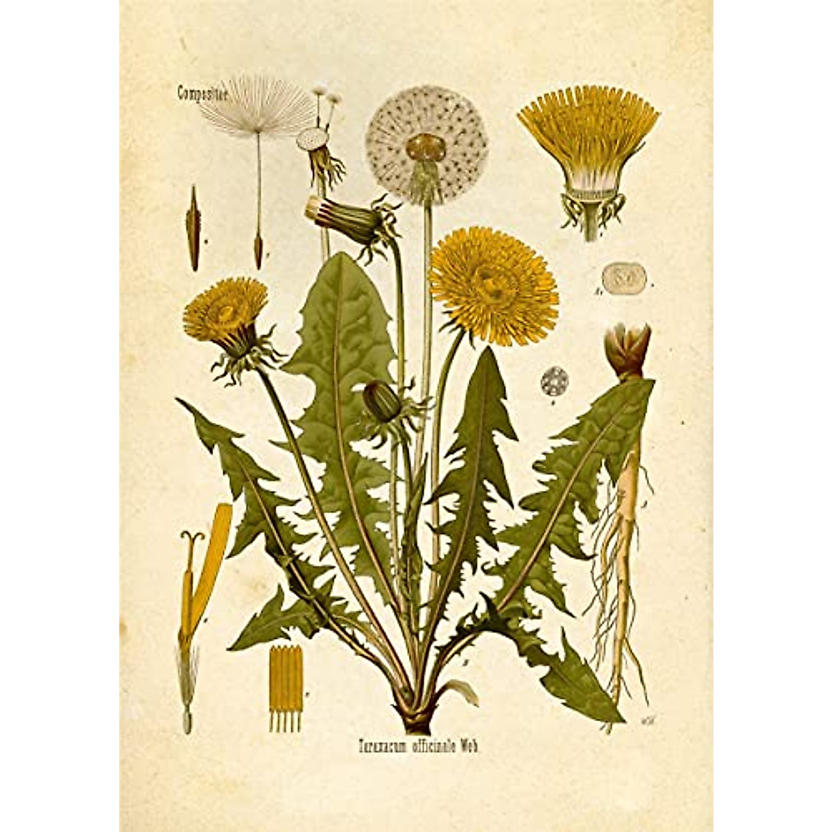 Vintage Botanical Prints | Wildflower Art Prints | Floral Wall Art | Set of 9 5x7 Unframed