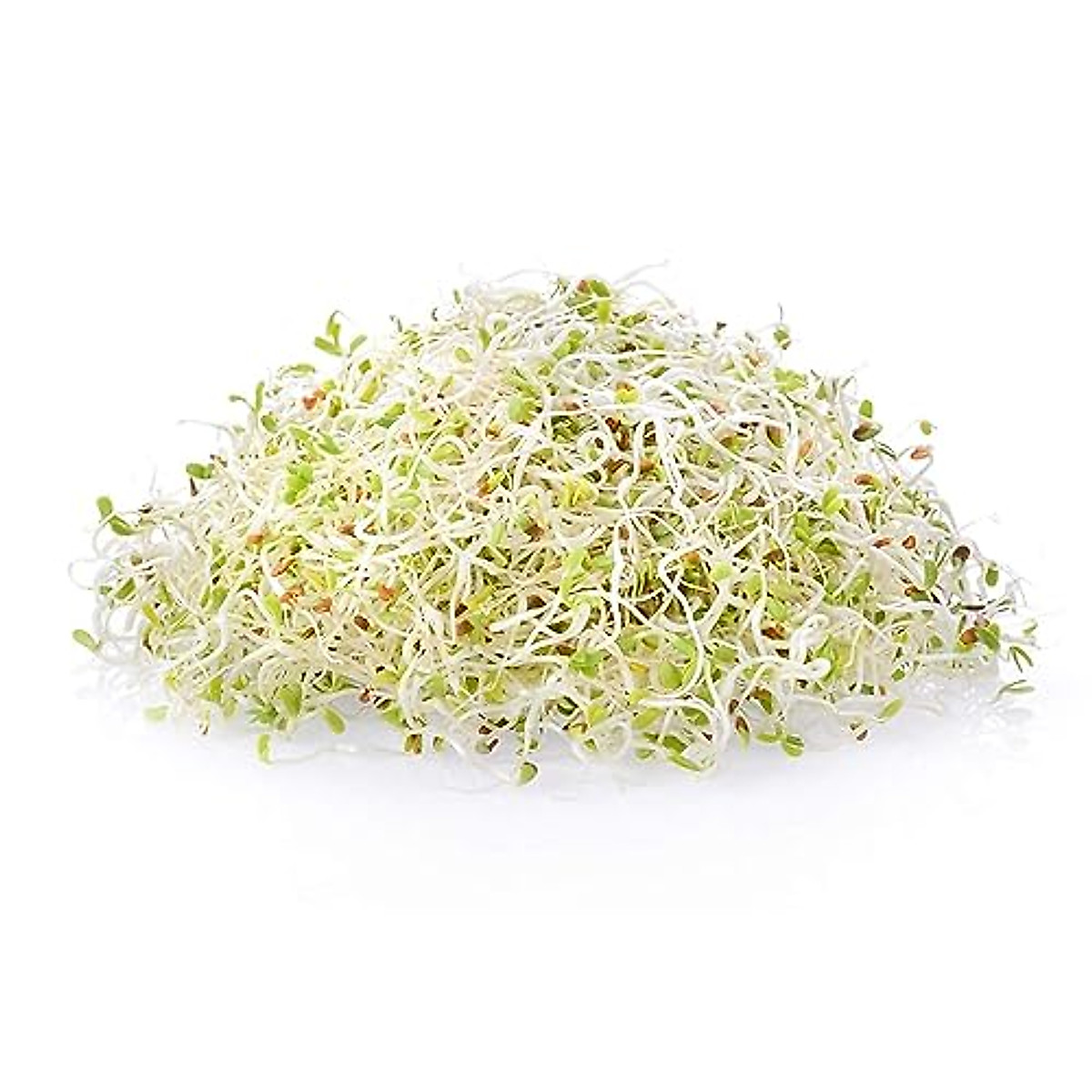 Certified Organic Alfalfa Sprouting / Sprout Seeds - Seed For Sprouts - 16 Oz