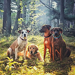 Marmuty Neoprene Dog Collar, Comfortable and Adjustable Reflective Dog Collars for Small Medium and Large Dogs, Metal Buckle Pet Collar for All Breeds with Patch, Soft Thick Padded Nylon Choker