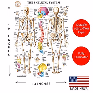 Human Body Anatomy Laminated 3 Poster Set Includes Skeletal System Muscular System and Organs of the Human Body Medical Charts Nursing Medical Student Gifts 13"x19" Professional