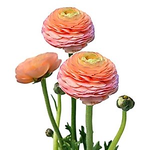 Easy to Grow Ranunculus Tecolote 'Salmon' Plant Bulbs (10 Pack) - Beautiful Pink, Orange & Yellow Flowering Blooms in Temperate Spring Gardens