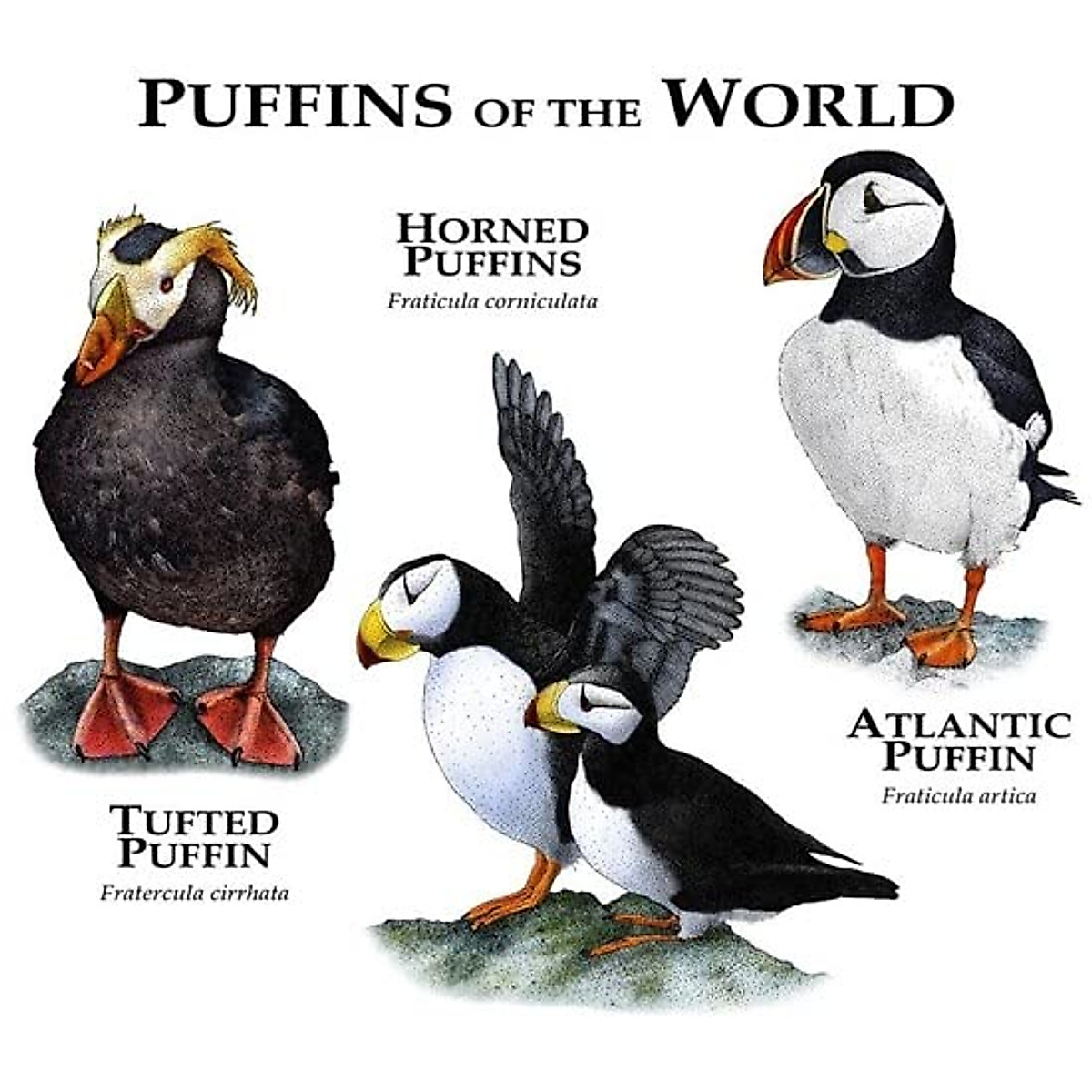 CafePress Puffins Of The World Mug Ceramic Coffee Mug, Tea Cup 11 oz