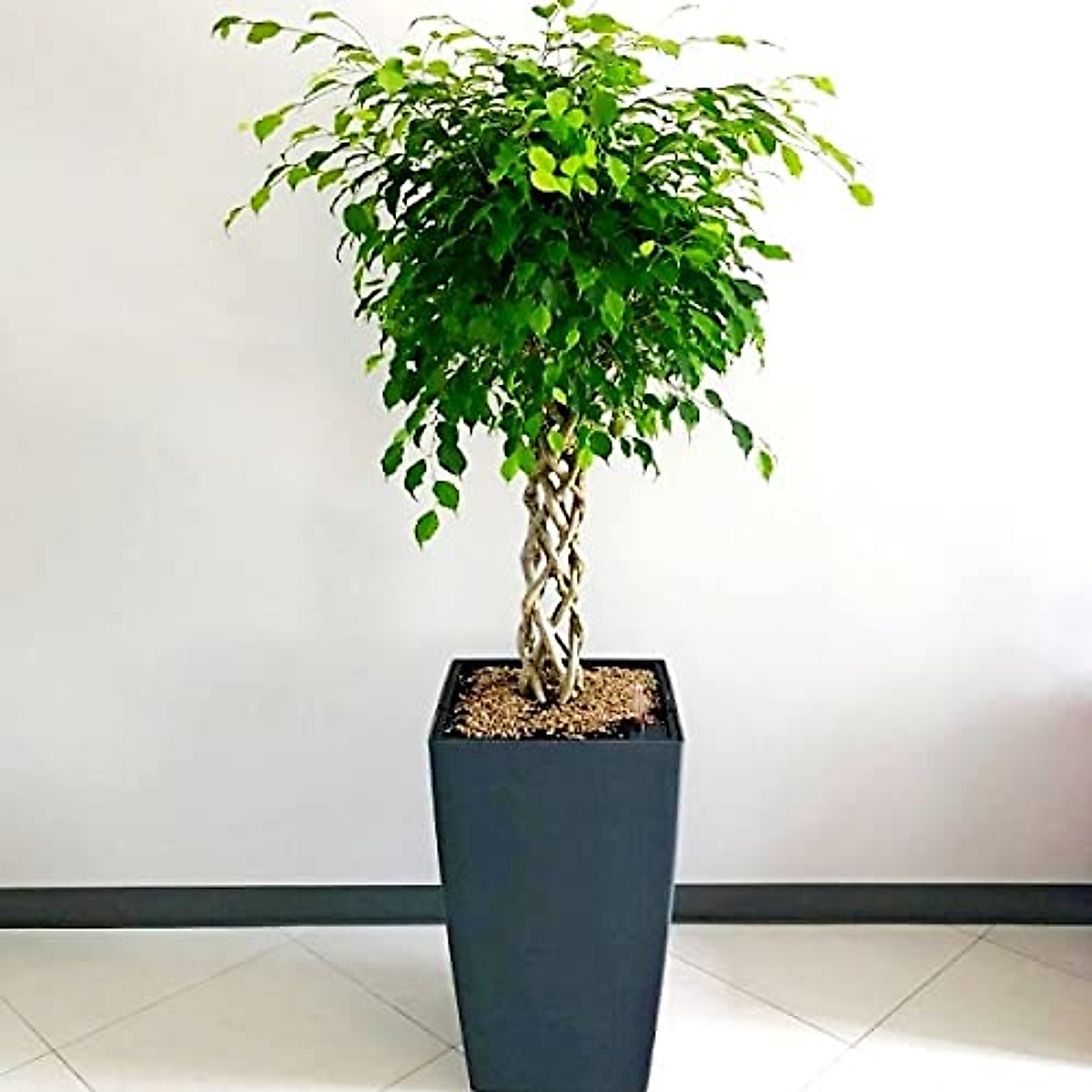 Ficus Benjamina Bonsai Weeping Fig Tree Benjamin Fig Ficus Tree Java Fig Chinese Banyan 20+ Seeds for Planting