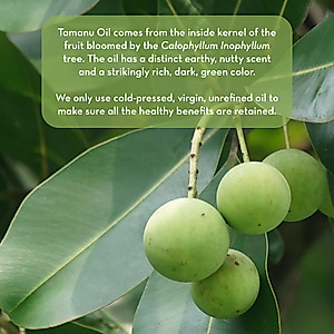 Pure Body Naturals Cold Pressed Tamanu Oil, 4 Fl Oz - Calms Irritated Skin - Moisturises Dry Scaly Skin