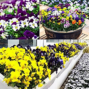 100 Pcs Viola Johnny Jump Up Flower Seeds, King Henry Viola Seeds for Planting (Viola cornuta) Seeds