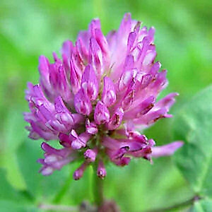 Red Clover, Microgreen for Sprouting, Red Clover Sprouting Seeds - 4 Ounces, Resealable Bag, Sprouts, Microgreens, Gardening, Food Storage Product Name