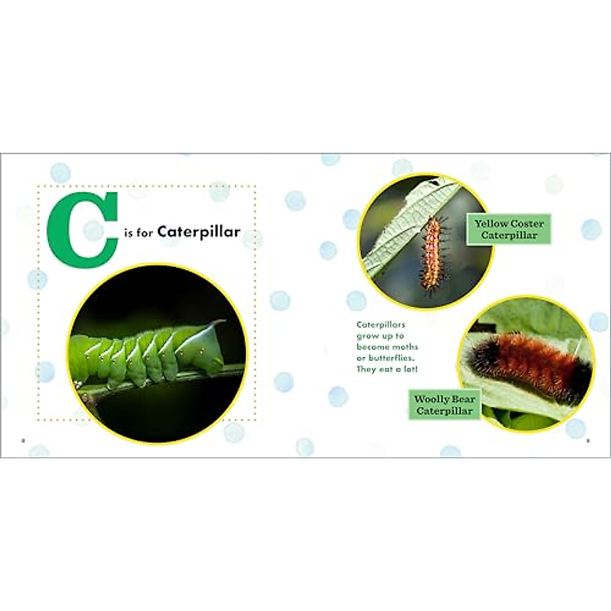 ABC Bug Book for Kids