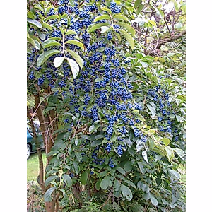 1112B-Sapphire Berry (Symplocos paniculata) Seeds by Robsrareandgiantseeds UPC0764425787099 Non-GMO,Organic,USA Grower, Bonsai, 1112-B Package of 25 Seeds