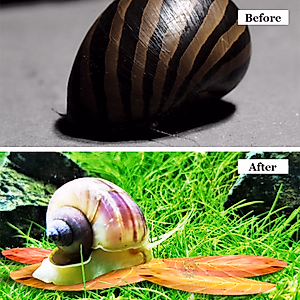 SunGrow 50 Pack Catappa Indian Almond Leaves for Snails and Crayfish, Mini Raw Dried Leaf for Fish Tank Aquarium, Maintains pH Levels