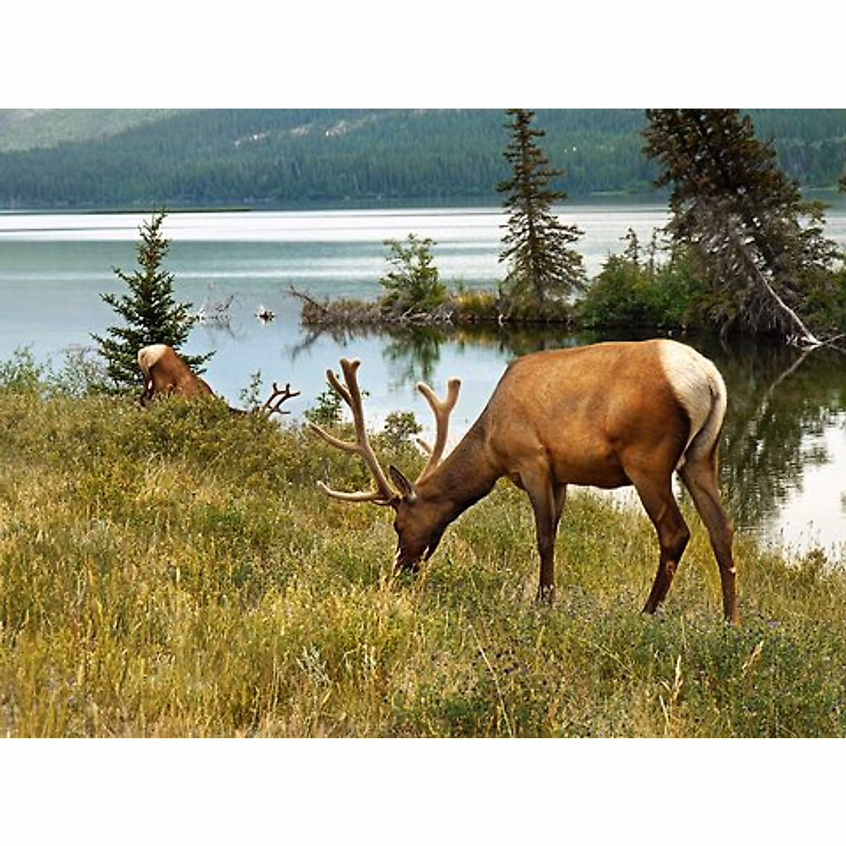 Timothy Grass Seed Climax 1 Pound OrOlam