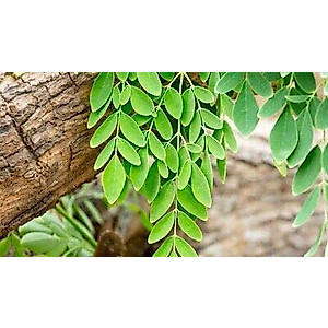 Dwarf Moringa Tree Seeds | 20+ Seeds to Grow | Highly Nutritious Leaves and Seeds, Edible and Tasty. Ships from Iowa, USA