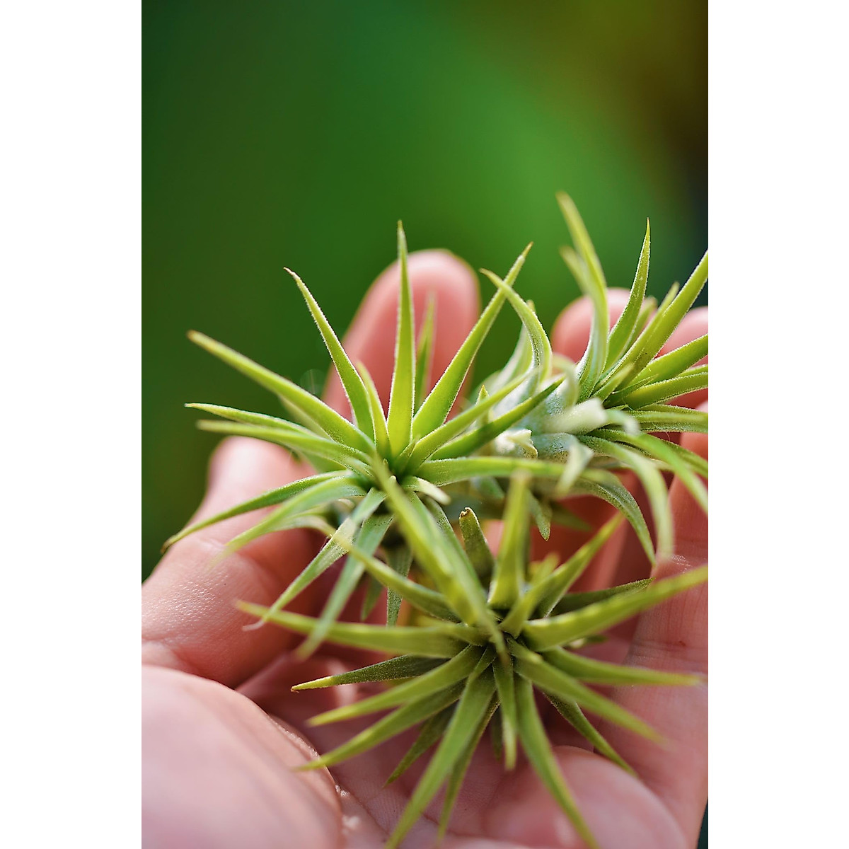 Air Plants Live - Home and Garden Decor - Live House Plants - Easy Care (6 pcs)