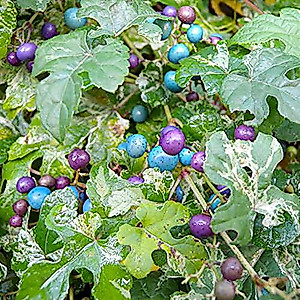 20 Wild Grape Seeds, Porcelain Berry, Amur Peppervine, Creeper - Perennial Ornamental Vine Plant - Frost Hardy & Fast-Growing - Striking Hedge Privacy Screen - Seeds by QAUZUY GARDEN