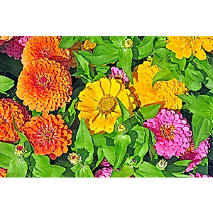 "Zin Master Mix" Zinnia Seeds for Planting, 200+ Flower Seeds Per Packet, (Isla's Garden Seeds), Non GMO & Heirloom Seeds, Botanical Name: Zinnia elegans, Great Home Garden Gift