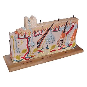 Denoyer Geppert 0185-00 Human Skin Series Anatomical Model with Burn Pathologies, 16" Length x 3" Width x 10" Height