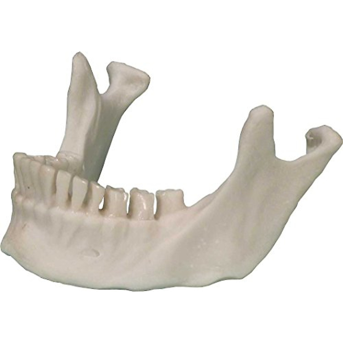 Life-Size Human Skull Anatomy Medical Studies Replica, Model 3093001