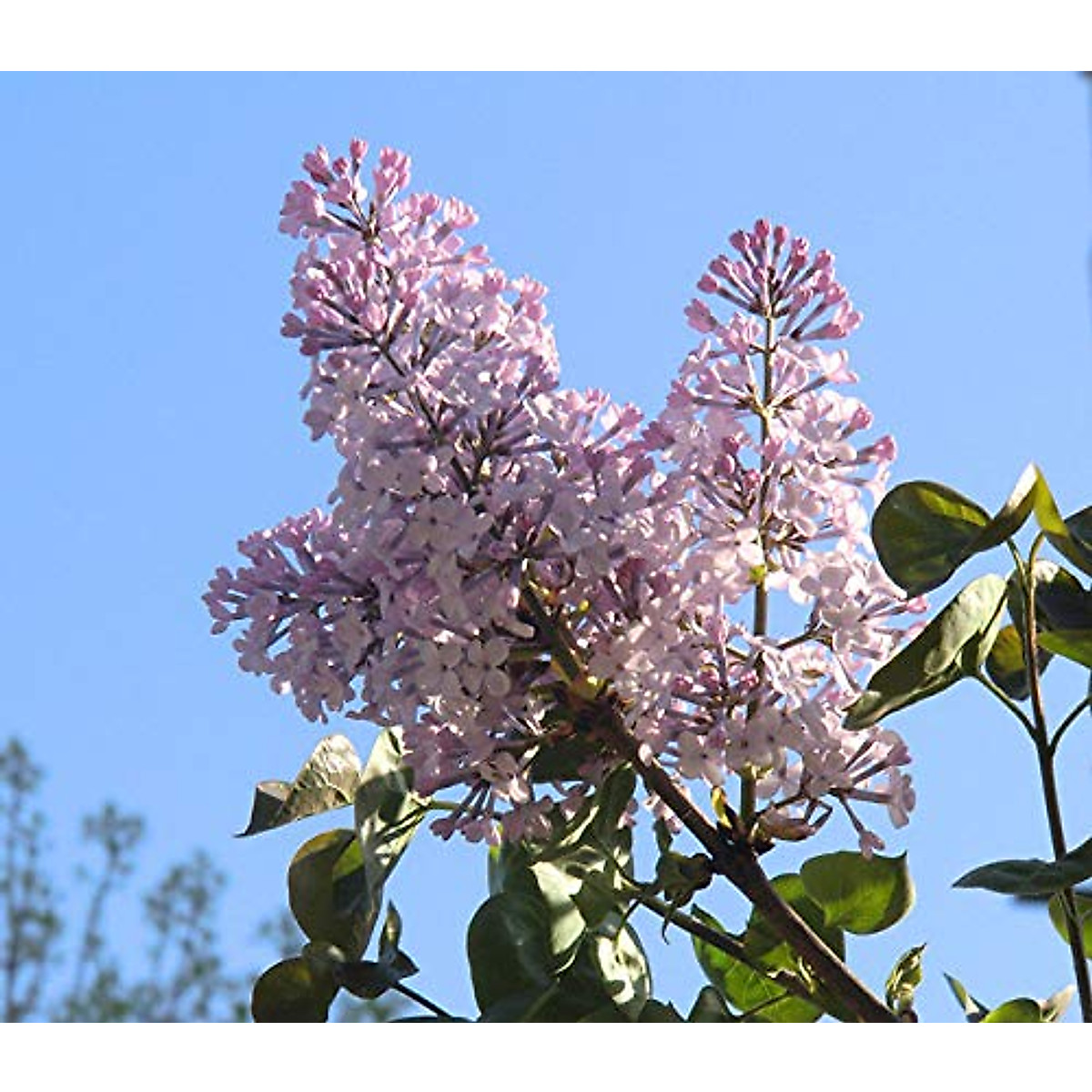 50+ Mixed Lilac Tree Seeds Fragrant Flowers Flower Perennial Bush Bonsai Plants
