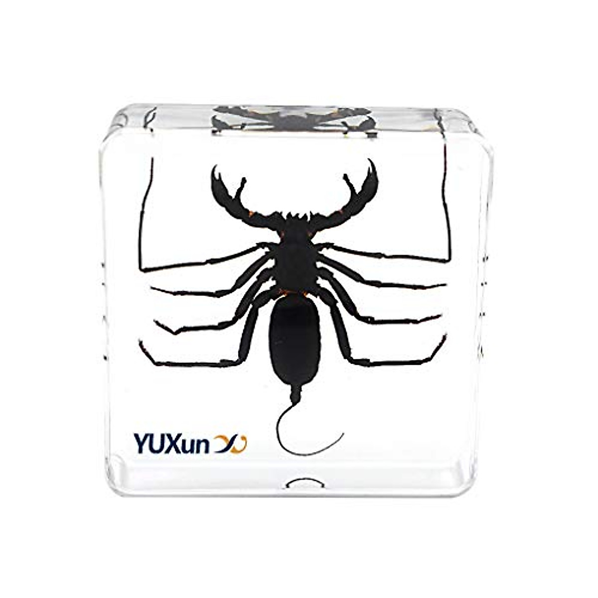 Real Animal Insect Whip Scorpion Specimen Paperweight Typopeltis Niger Taxidermy Science Classroom Specimen for Science Education