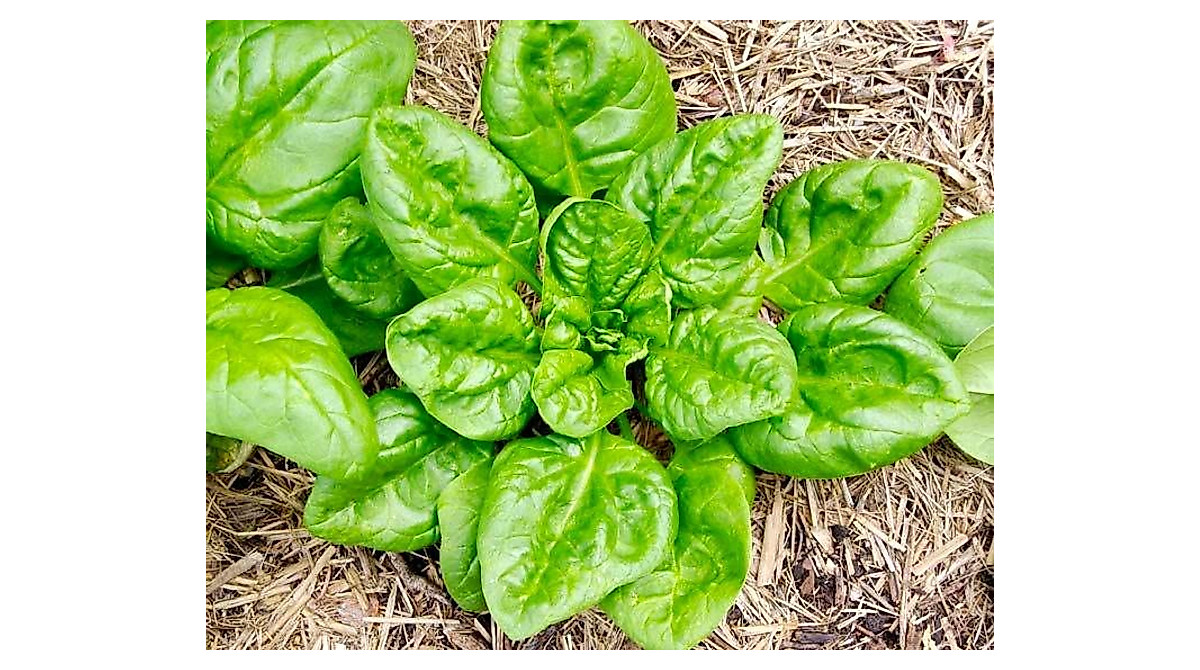 Giant Spinach Herb Garden Seeds - Easy Grow in Spring & Year-Round